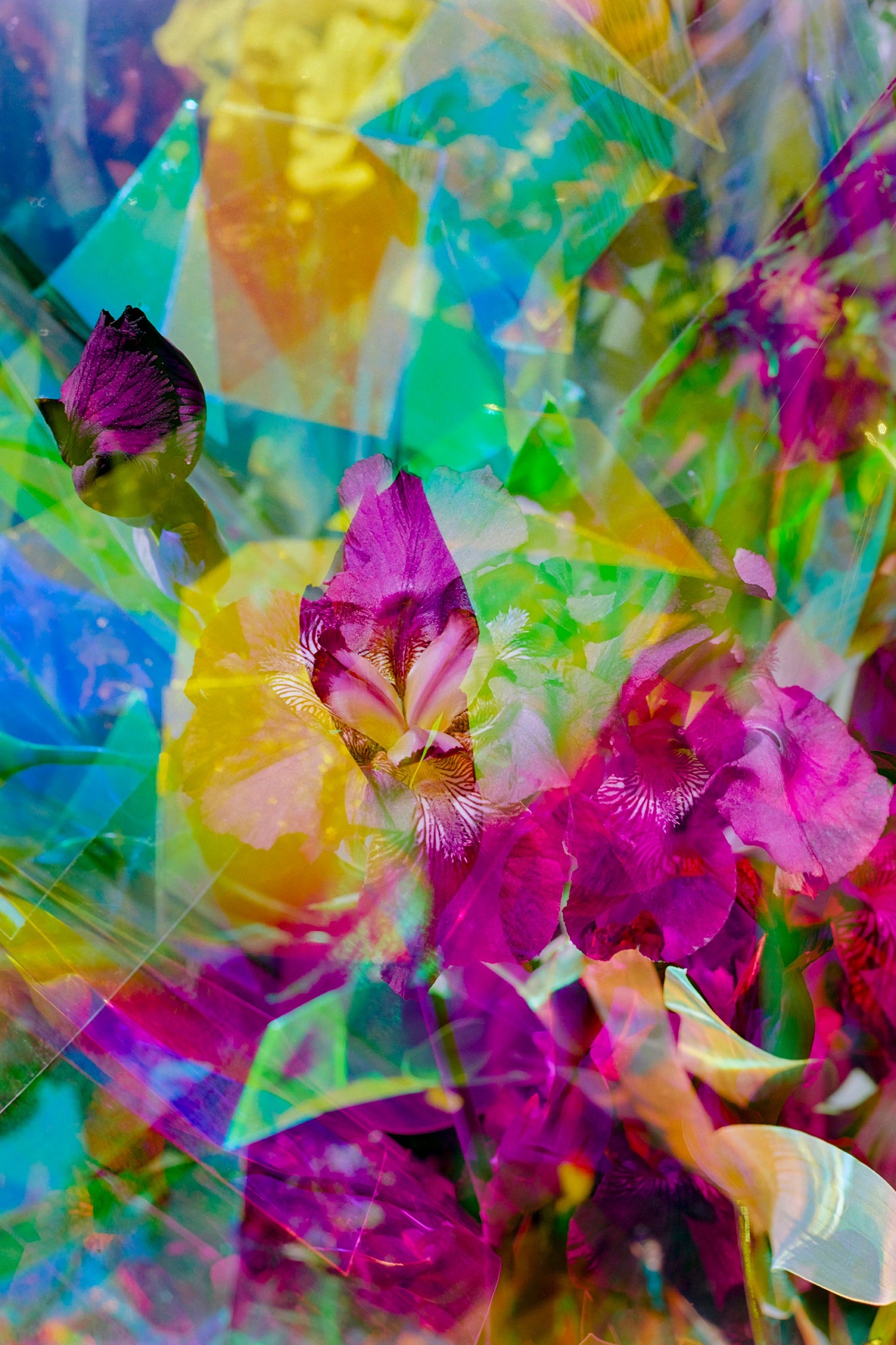 Natalie Hunter - Crystal Garden, Mirrored Iris 01 – AGH Art Sales ...